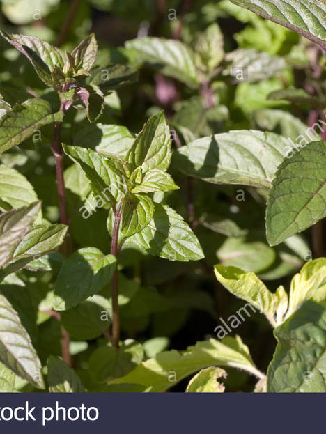 POT Store - Grow Shop - Distribuidores | POT Store