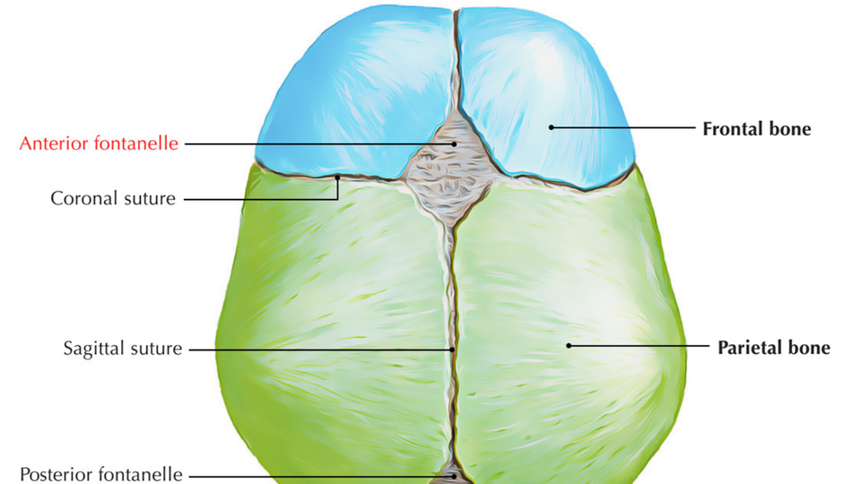 Head Chamber - Anterior Fontanelle
