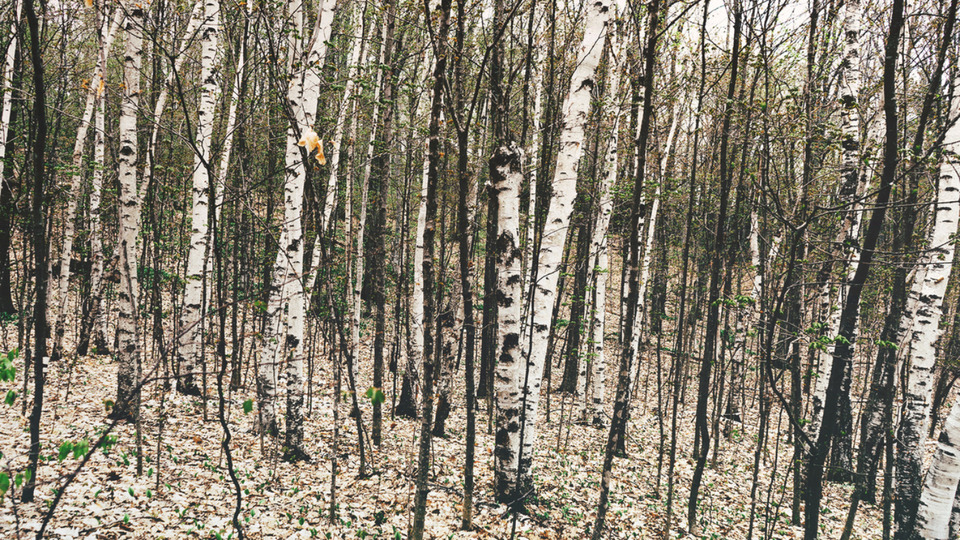 Tai Chi Rooting, Grounding and Transitions Instructional Video