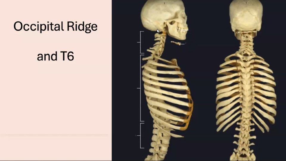 Motionsculpt: Occipital Ridge and T6