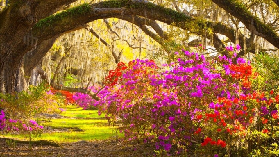 Energetic Elevation - Offerings