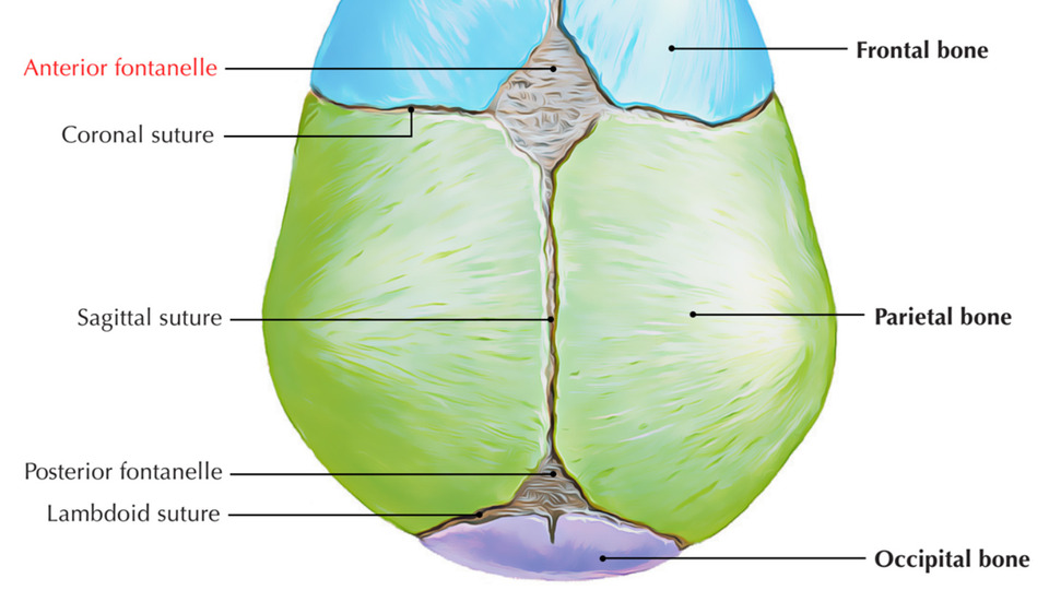 Head Chamber - Posterior Fontanelle