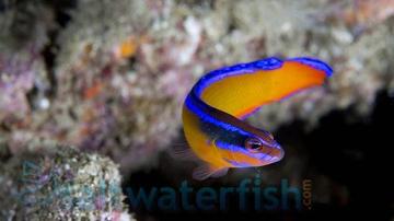 Dusky Dottyback - Dottybacks - Saltwater Fish