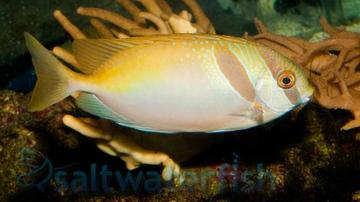 Fiji Bicolor Foxface - Rabbitfish - Saltwater Fish
