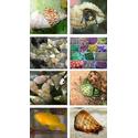 Reef Fish, Marine Fish, Coral, Aquarium Supplies & more - Saltwaterfish.com