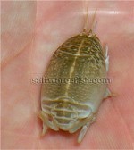 Sand Sifting Crab - Crabs - Invertebrates