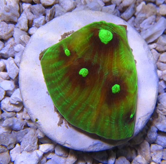 Chalice - Space Invader - Frag - Frags - Coral