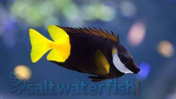 Fiji Bicolor Foxface - Rabbitfish - Saltwater Fish