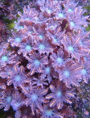 Orange Clove Polyp #C 052 - Eye It & Buy It