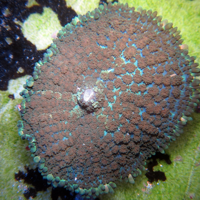 Mushroom coral - Fancy Green - Frag #A 193 - Eye It & Buy It