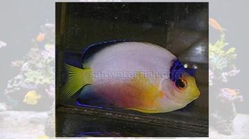 Multi-Barred Angelfish - Central Pacific - Angelfish Dwarf - Saltwater Fish