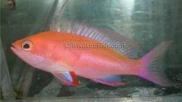 Ignitus Anthias - South Asia - Anthias - Saltwater Fish