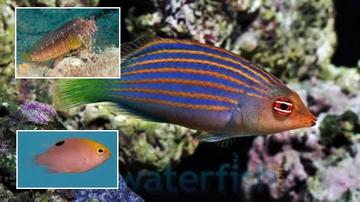 Yellow Tang - Tangs - Saltwater Fish