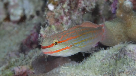 Orange Marked Goby - Gobies - Saltwater Fish