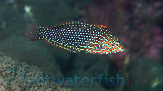 Ornate Leopard Wrasse: Female