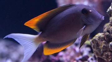 Yellow Tang - Tangs - Saltwater Fish