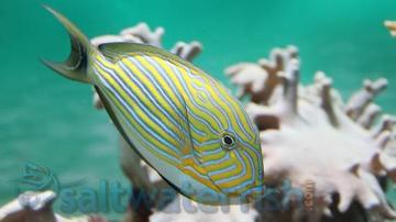 Yellow Mimic (Chocolate) Tang - Central Pacific - Tangs - Saltwater Fish