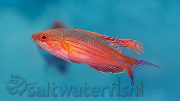 Electric Blue Damsel