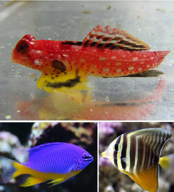 Reef Fish, Marine Fish, Coral, Aquarium Supplies & more - Saltwaterfish.com