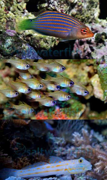 Reef Fish, Marine Fish, Coral, Aquarium Supplies & more - Saltwaterfish.com