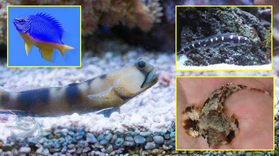 Ruby Red Dragonet - Blennies - Saltwater Fish