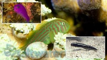 Yellow Tang