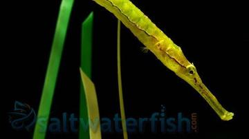 Many Banded Pipefish - Seahorses - Saltwater Fish