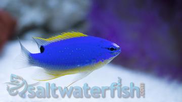 Yellowtail Blue Damsel