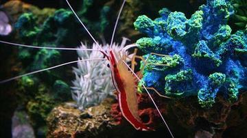 Pistol Shrimp: Bullseye - Shrimp - Invertebrates