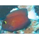 Tangs