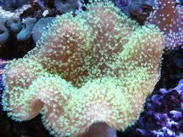 Umbrella Leather Coral - Soft Corals