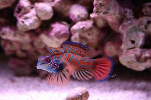 Golden Headed Sleeper Goby - Gobies - Saltwater Fish