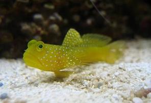 Tiger (Wardi) Goby - Gobies - Saltwater Fish