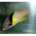 Twospot Candy Hogfish - South Asia - Hogfish - Saltwater Fish