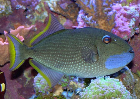 Bluejaw Trigger: Female - Triggers