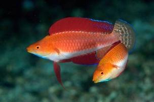 Eight Line Flasher Wrasse - Red Sea - Wrasses Reef Safe - Saltwater Fish