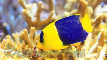 Rusty Angelfish - Angelfish Dwarf - Saltwater Fish