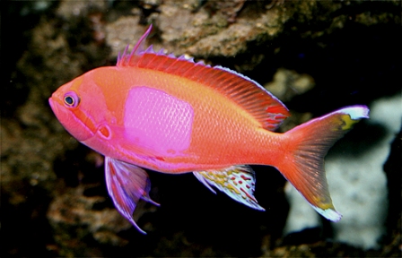 Pink Saltwater Fish
