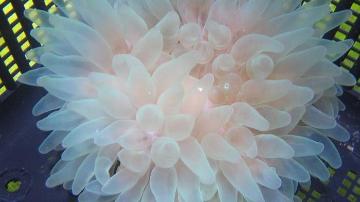 Bubble Tip Anemone: Color Purple Base - Anemones - Invertebrates