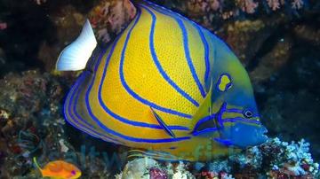 Blue Line Angelfish - Angelfish Large - Saltwater Fish