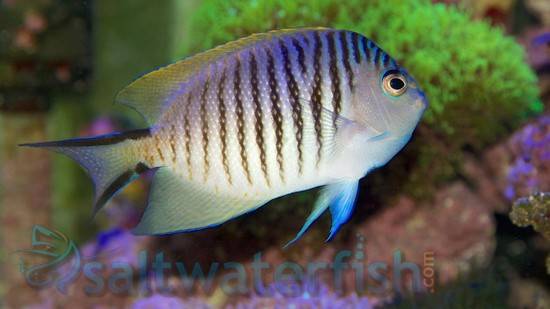 Japanese Swallowtail Angelfish: Female - Angelfish Dwarf - Saltwater Fish