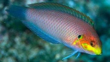 Orange Back Fairy Wrasse: Male - Super Special - Wrasses Reef Safe ...