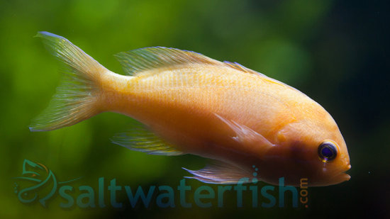 Pink Saltwater Fish