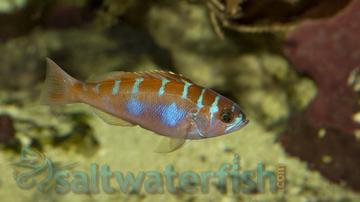 Swalesi Basslet - Basslets - Saltwater Fish
