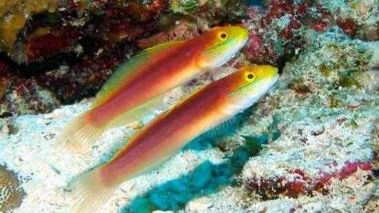 Bella Goby - Gobies - Saltwater Fish