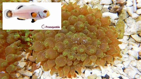 Ruby Red Dragonet - Blennies - Saltwater Fish