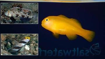 Regal Angelfish - Yellow Belly - Angelfish Large - Saltwater Fish
