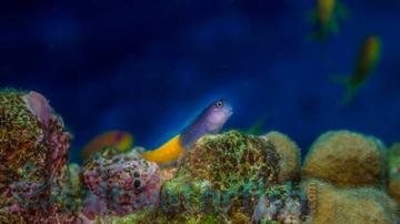 Starry Blenny - Blennies - Saltwater Fish