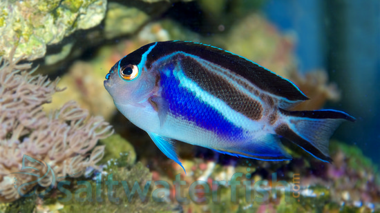 Bellus Angelfish: Female