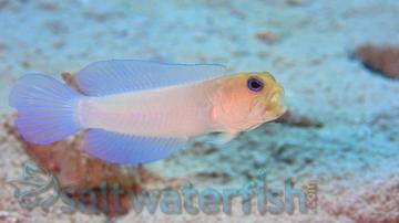 Blue Spotted Jawfish - Gobies - Saltwater Fish